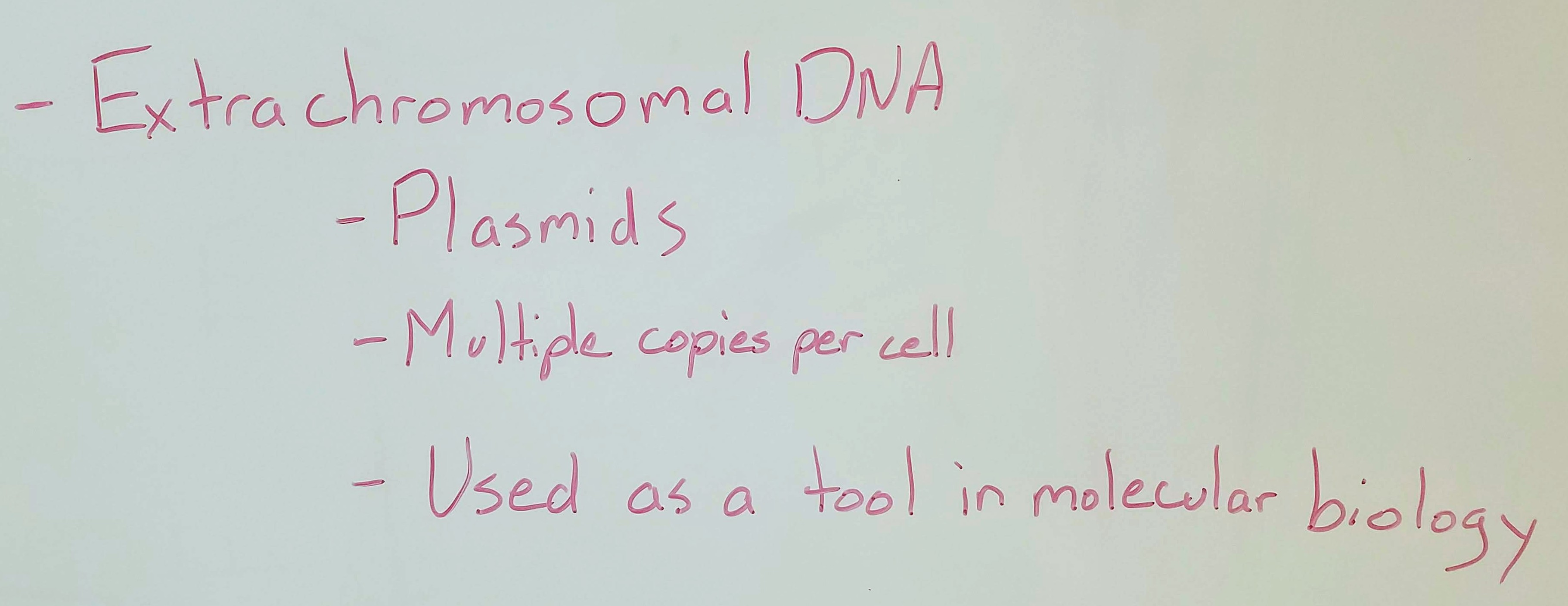 Why work with Escherichia coli (E. coli)? – Life and Biology