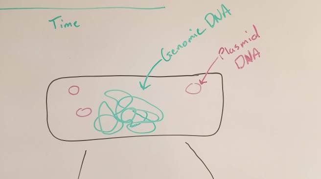 Why work with Escherichia coli (E. coli)? – Life and Biology