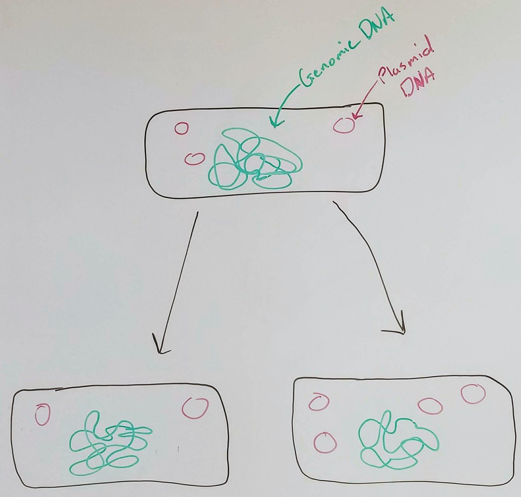 Why work with Escherichia coli (E. coli)? – Life and Biology